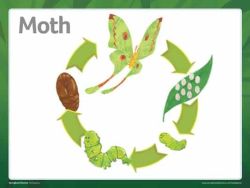 Springboard Stories - Life cycle slideshow
