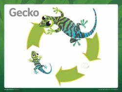 Springboard Stories - Life cycle slideshow