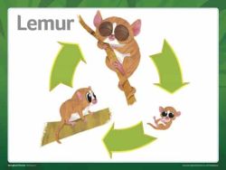Springboard Stories - Life cycle slideshow