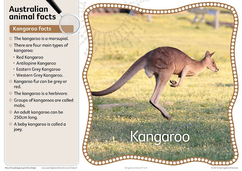 Springboard Stories - Australia animal fact cards