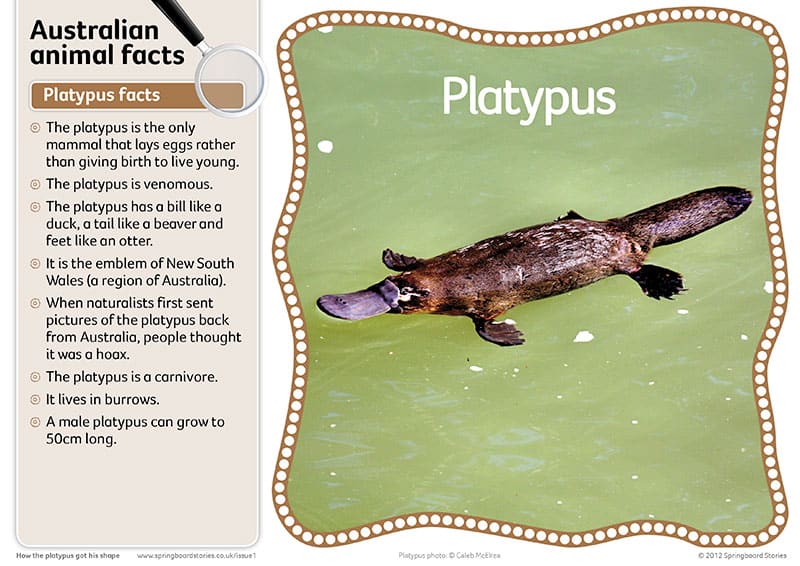 Australian Platypus Facts And The Invisible Wallace Line And The